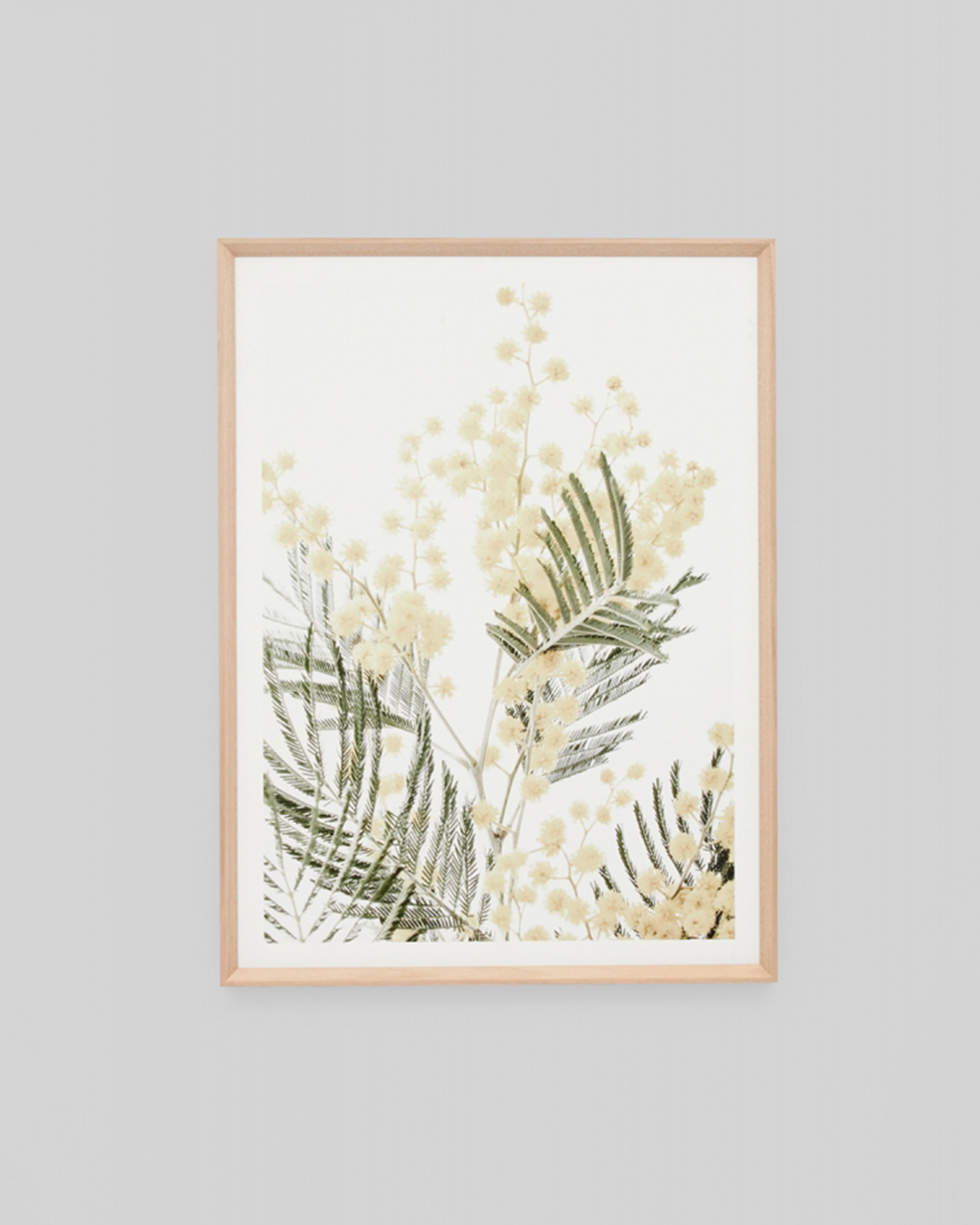 WATTLE BLOOM | SHOWROOM DISPLAY